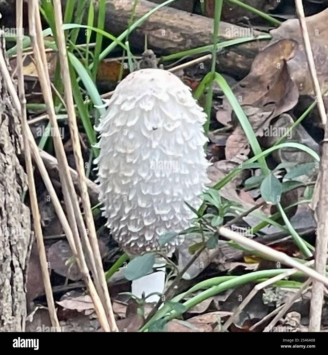 Shaggy Mane (Coprinus comatus Stock Photo - Alamy
