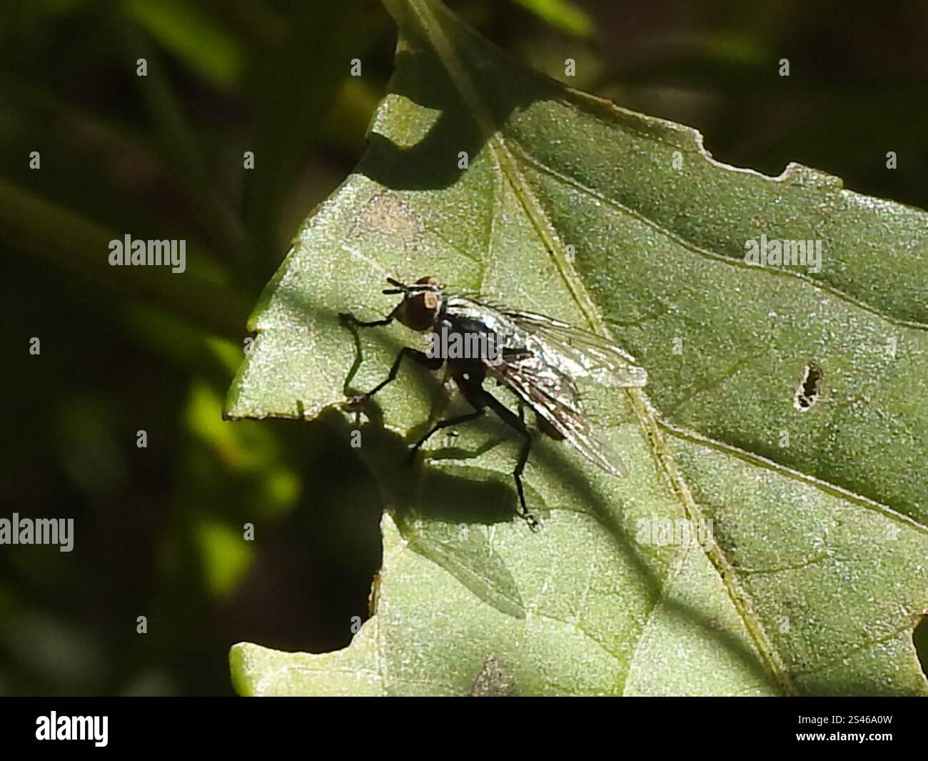 Shiny Blue Bottle Fly (Cynomya cadaverina Stock Photo - Alamy