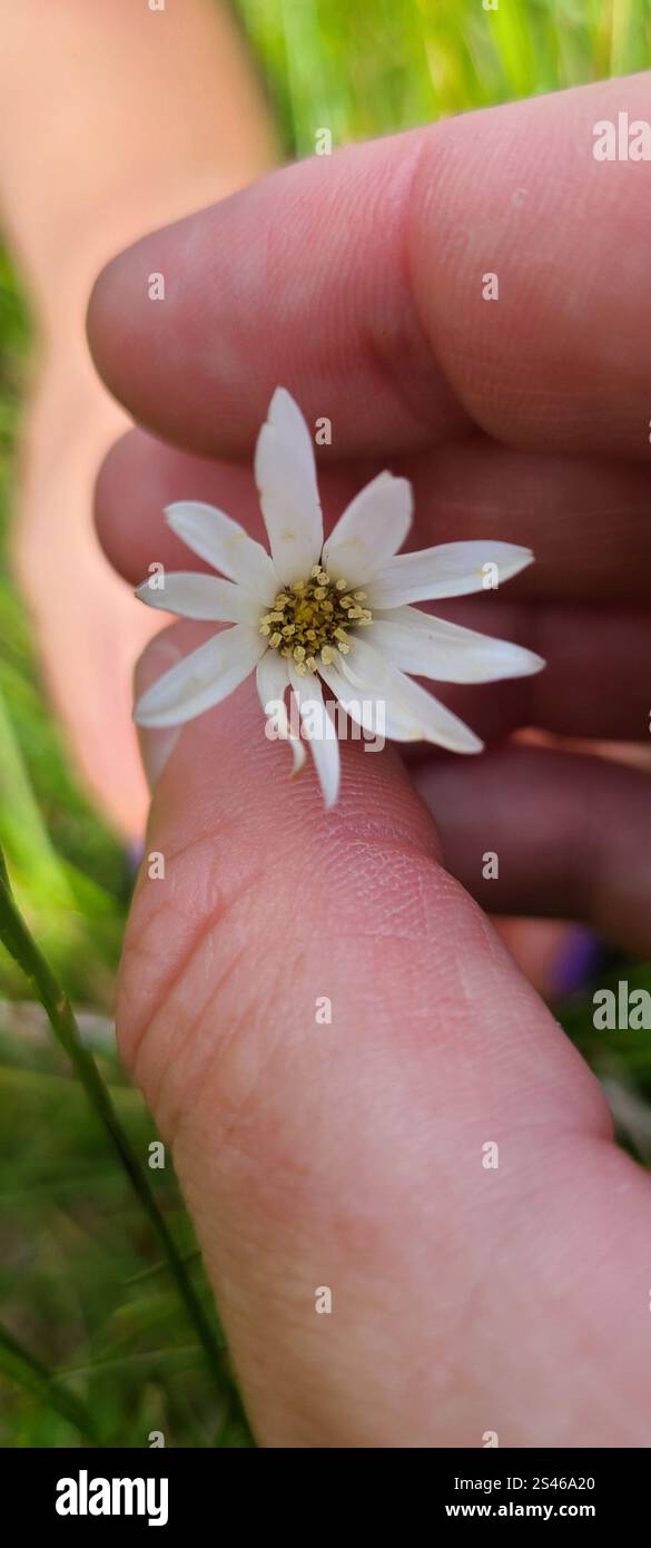 Common Mountain Daisy (Celmisia gracilenta Stock Photo - Alamy