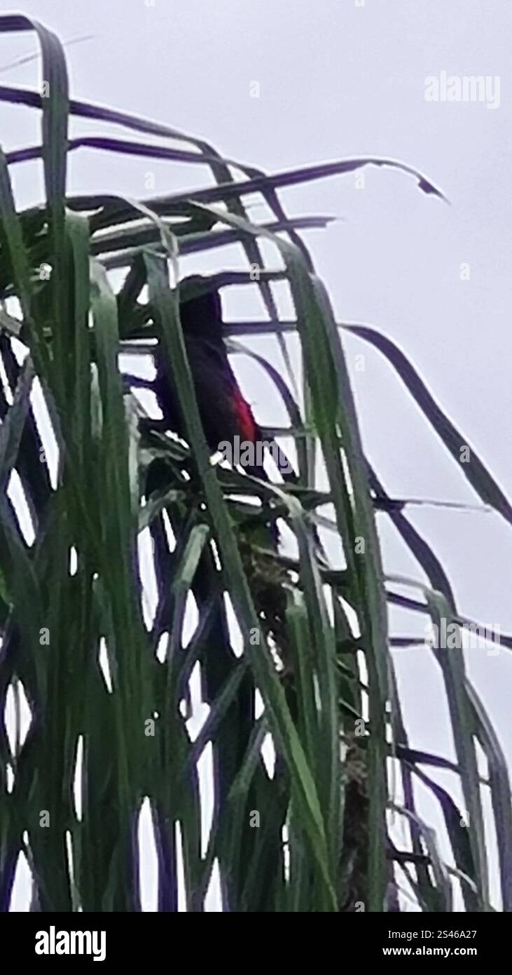 Red-rumped Cacique (Cacicus haemorrhous Stock Photo - Alamy