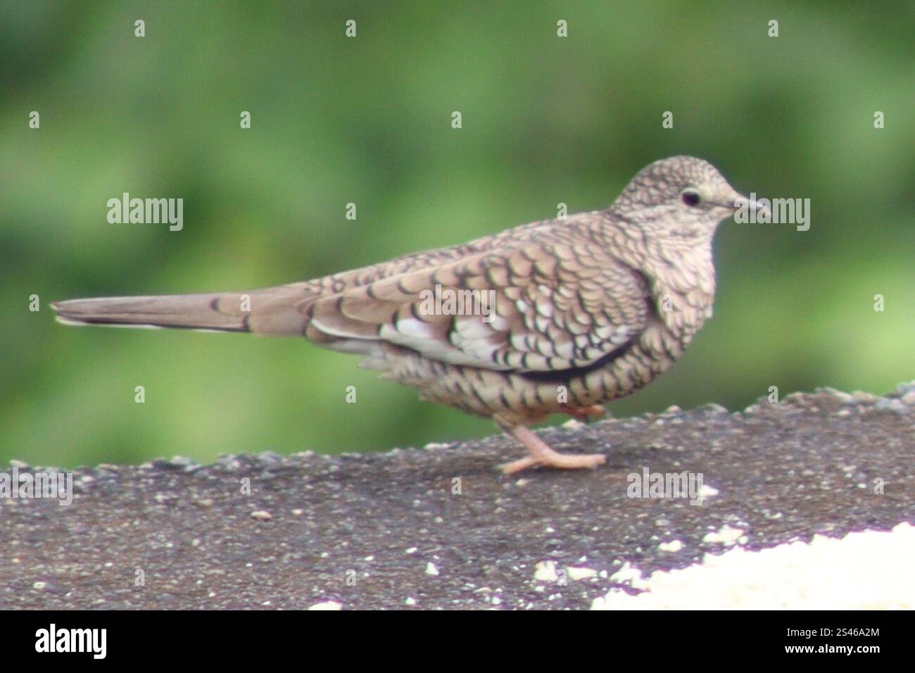 Scaled Dove (Columbina squammata Stock Photo - Alamy