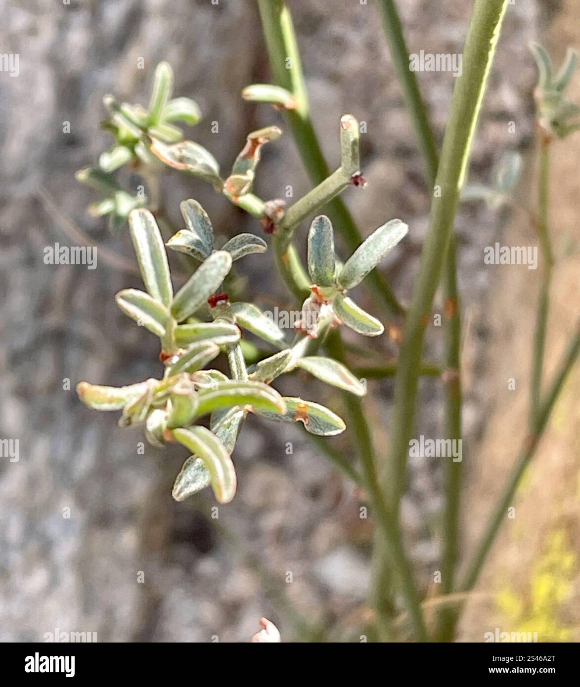 shrubby deervetch (Acmispon rigidus Stock Photo - Alamy