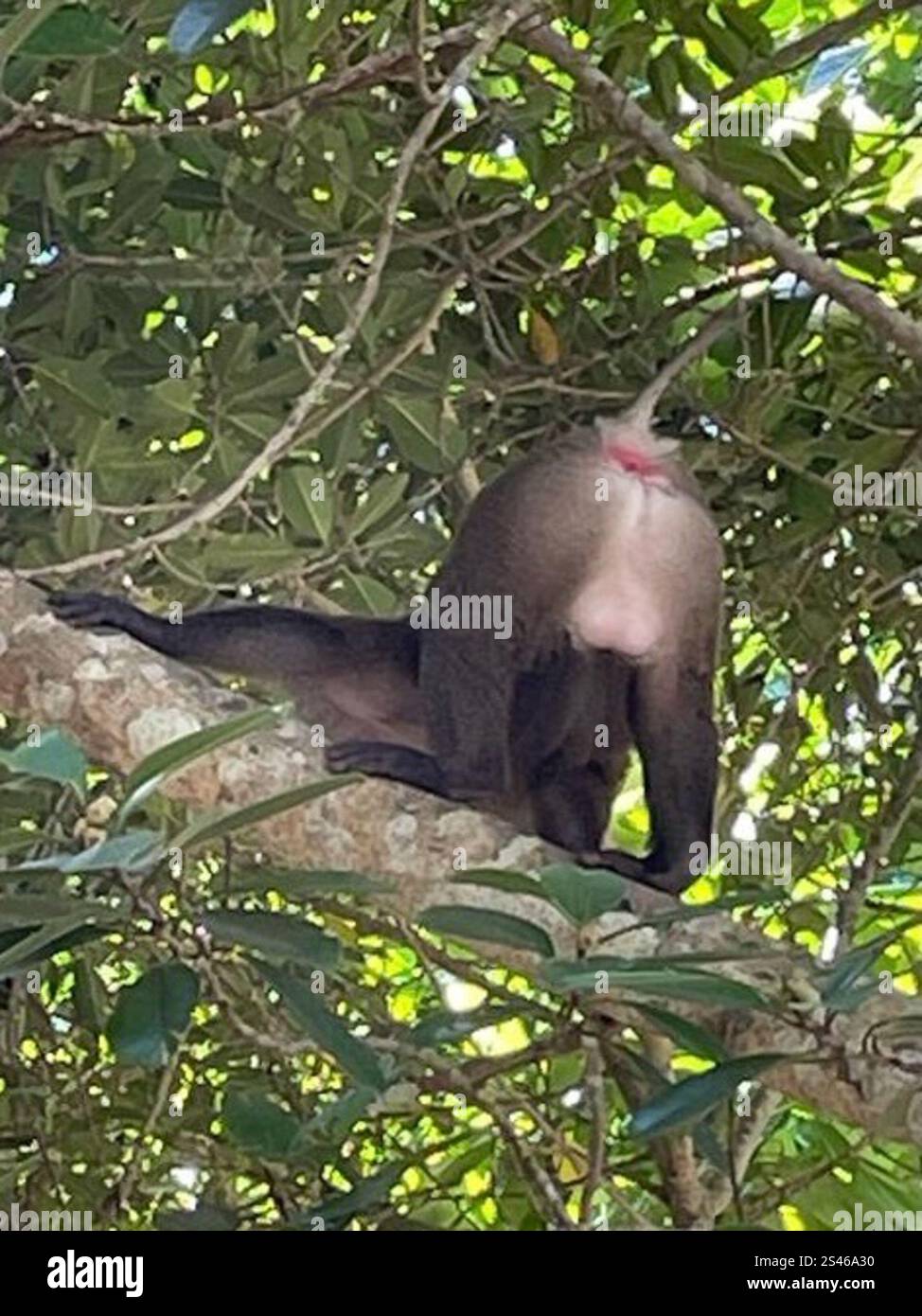 Northern Pig-tailed Macaque (Macaca leonina Stock Photo - Alamy