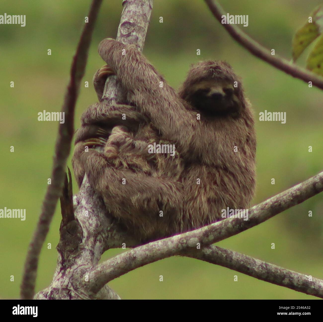 Northern Atlantic Forest Three-toed Sloth (Bradypus variegatus ...