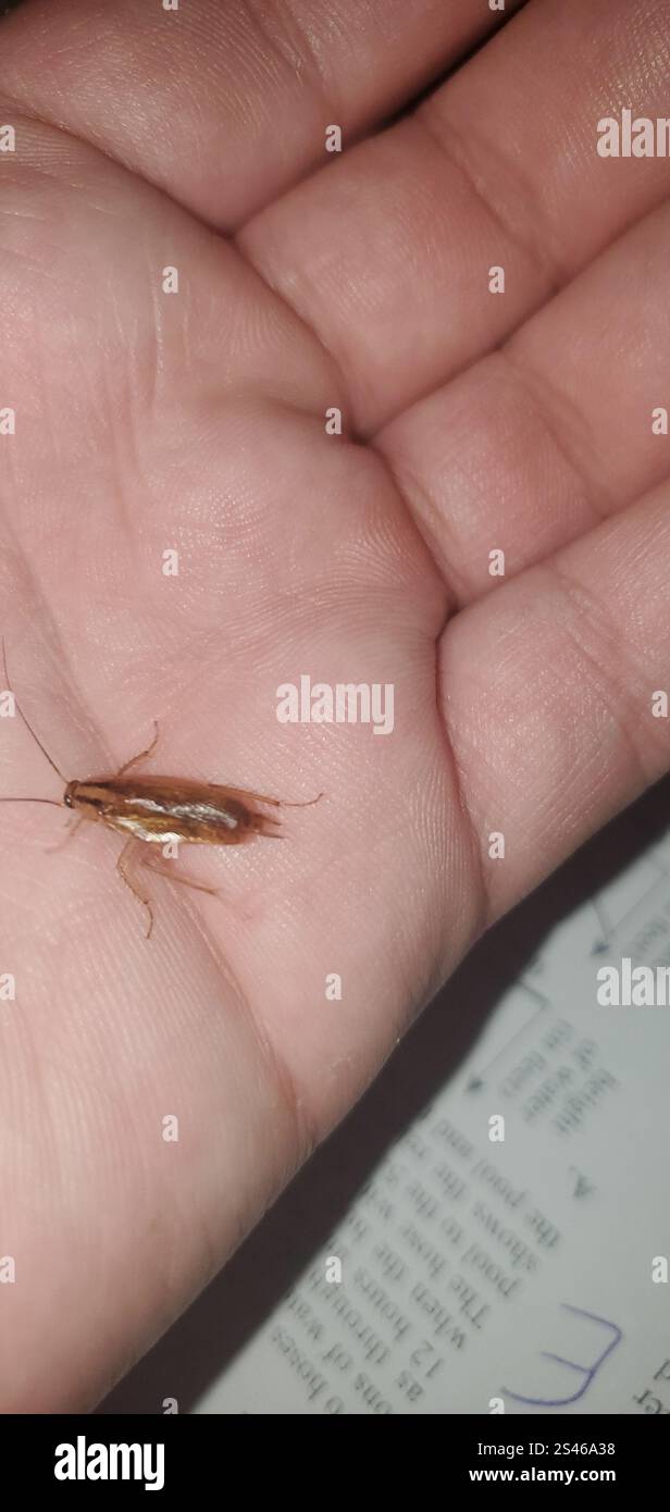 German Cockroach (Blattella germanica Stock Photo - Alamy