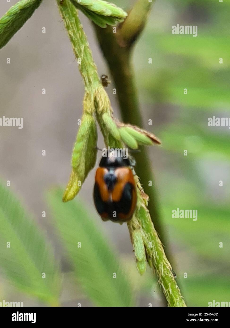 Water, Rove, Scarab, Long-horned, Leaf, and Snout Beetles (Polyphaga ...