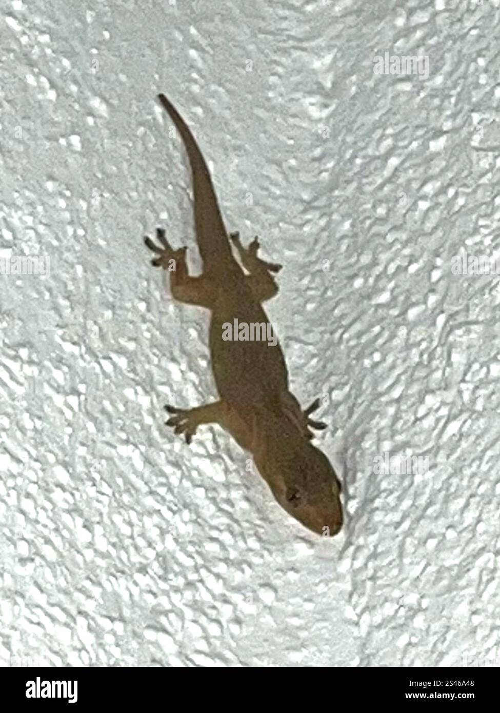 Asian House Gecko (Hemidactylus frenatus Stock Photo - Alamy