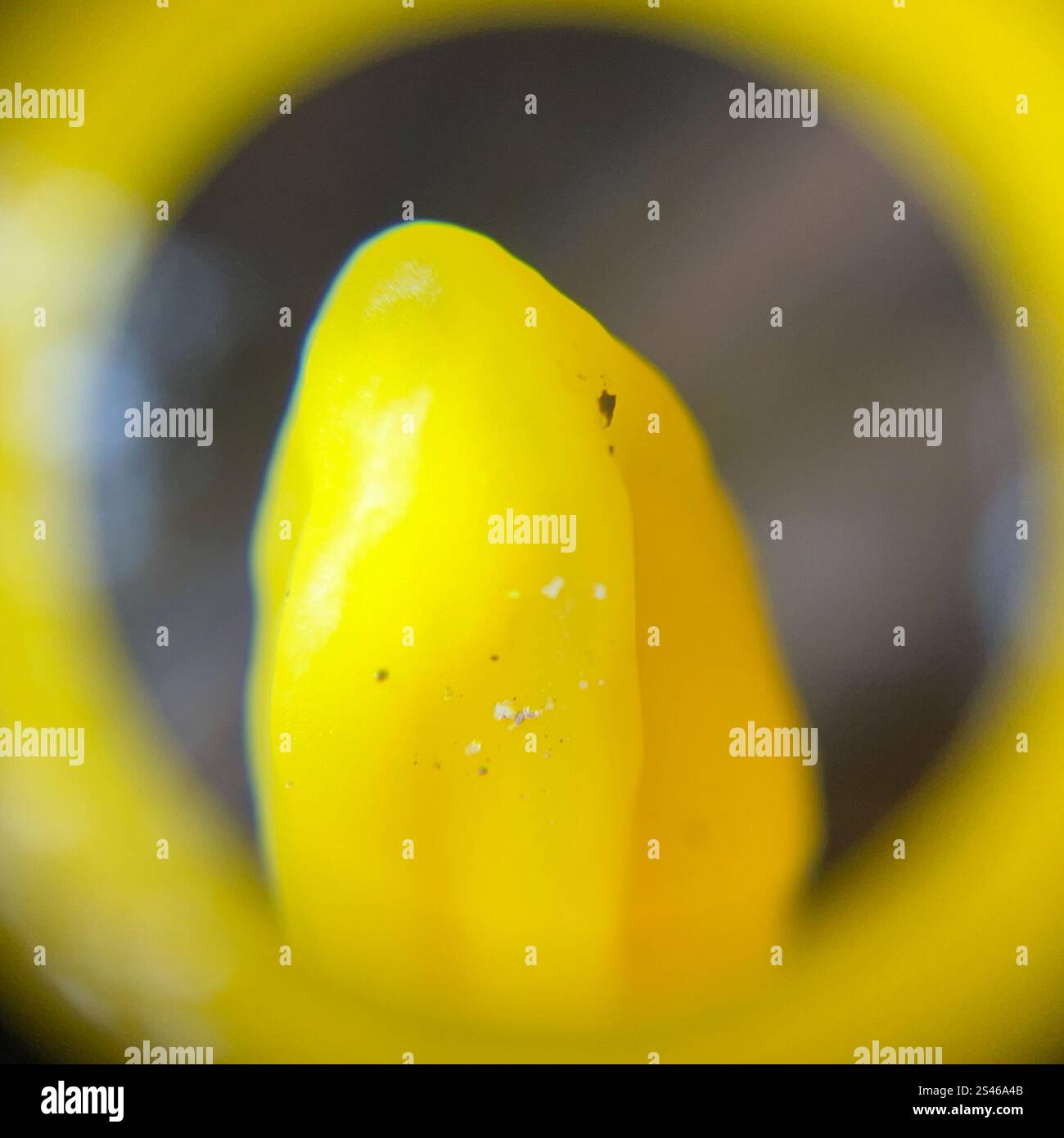 Irregular Earth Tongue (Neolecta irregularis Stock Photo - Alamy