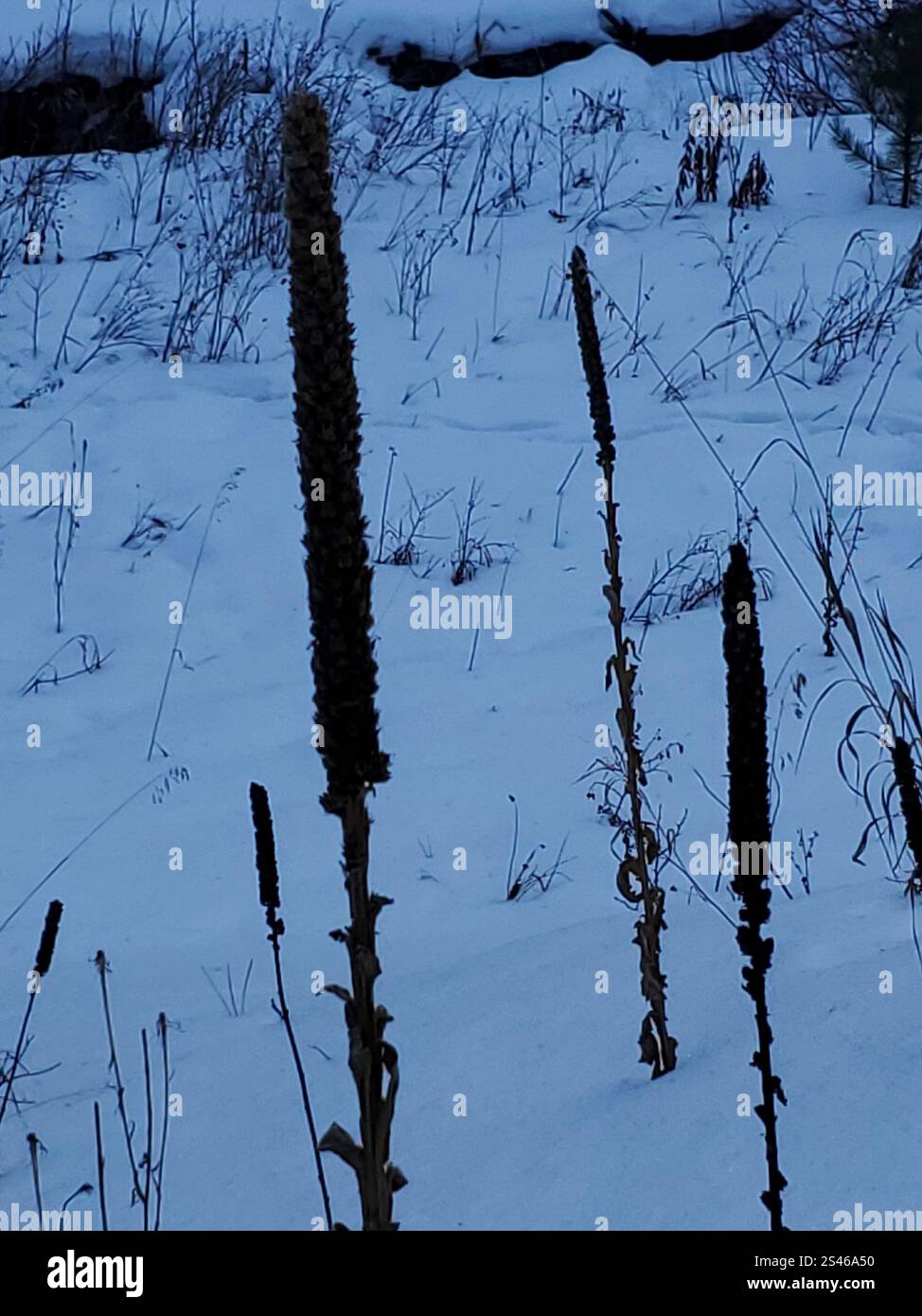 great mullein (Verbascum thapsus Stock Photo - Alamy