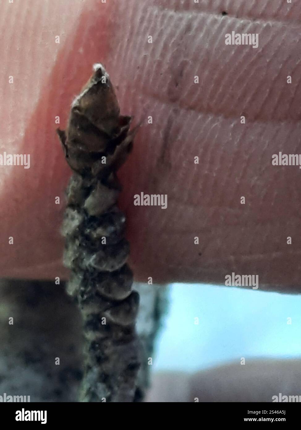 sweet birch (Betula lenta Stock Photo - Alamy