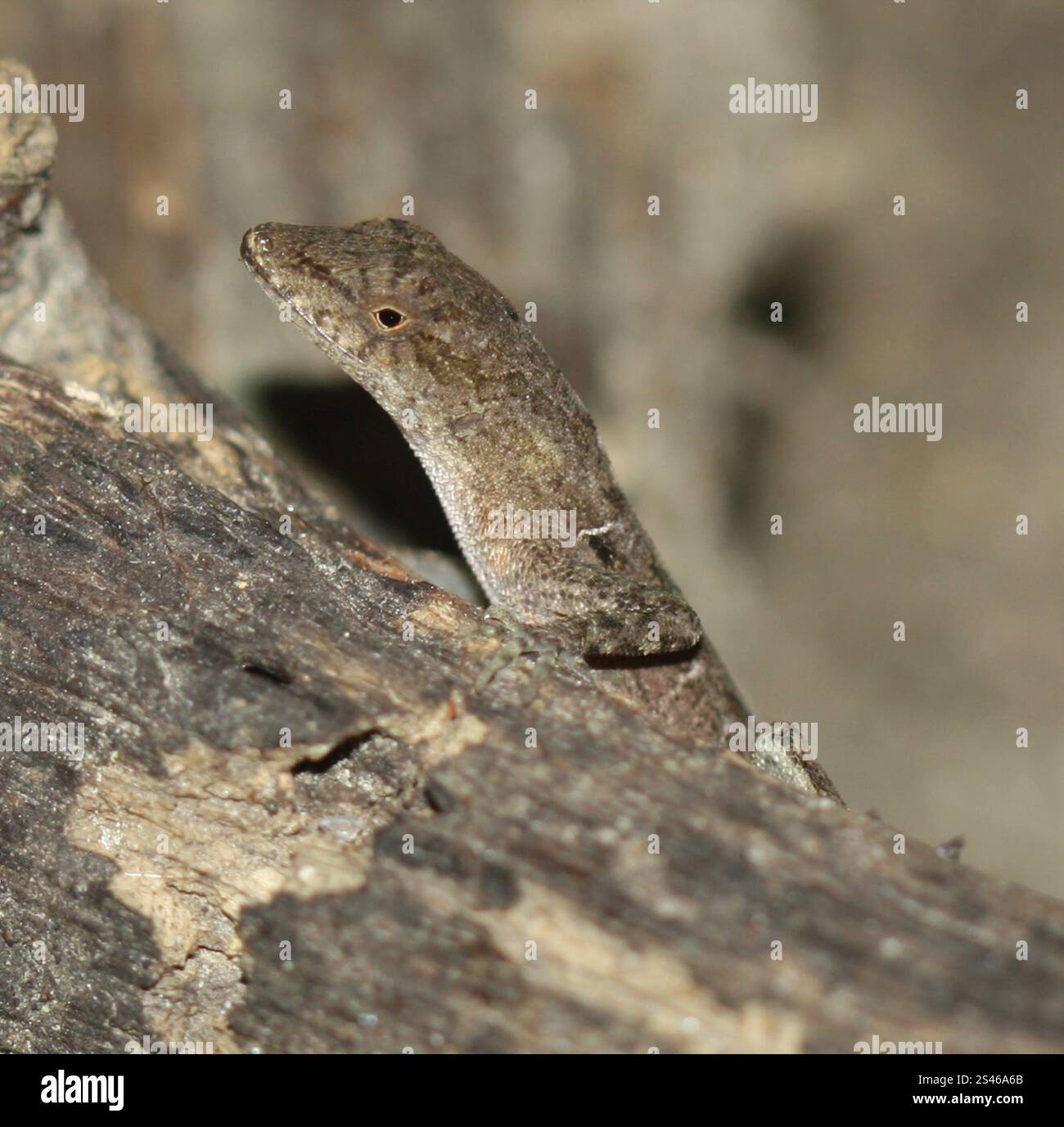 Copper Anole (Anolis cupreus Stock Photo - Alamy