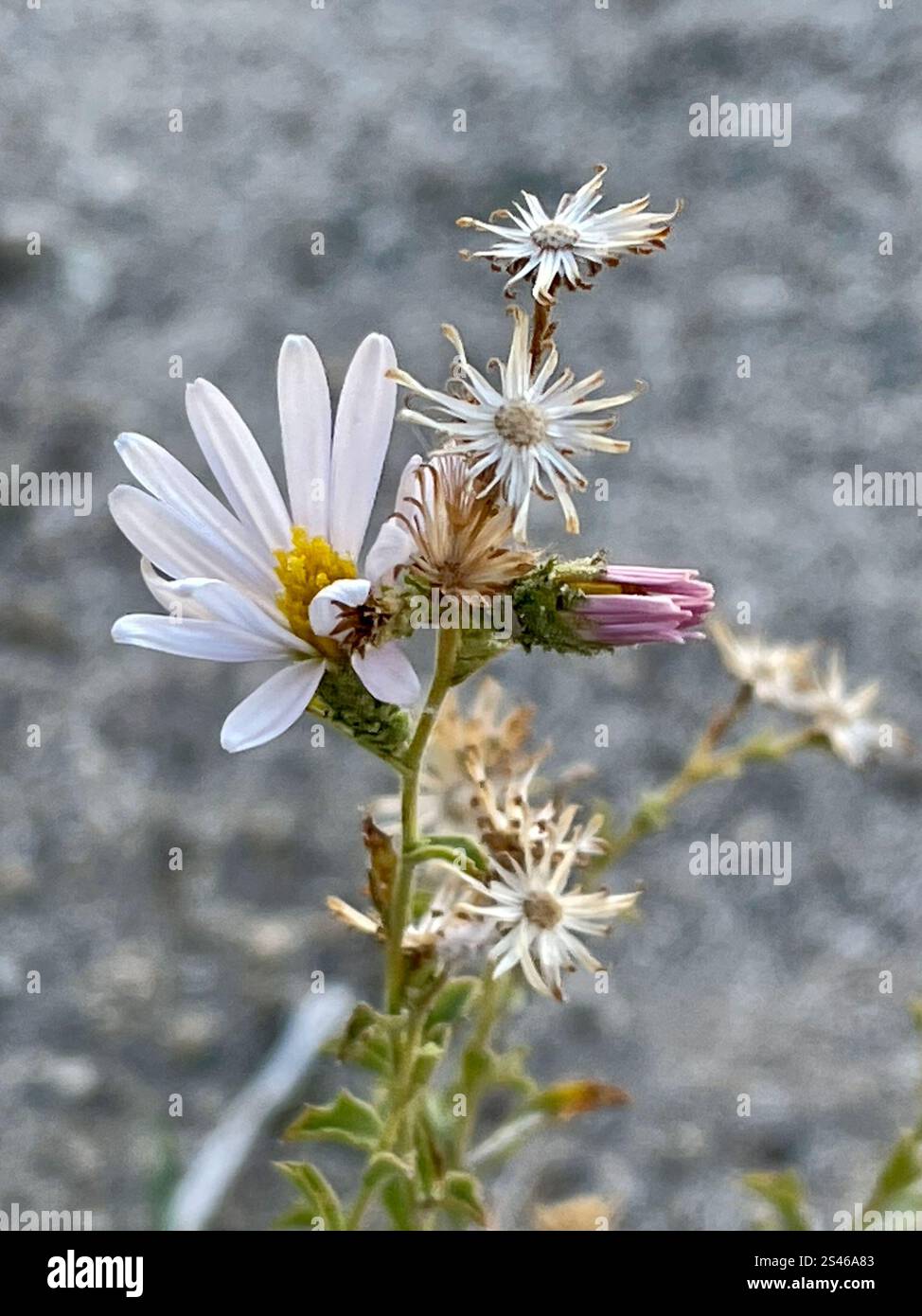California Aster (Corethrogyne filaginifolia Stock Photo - Alamy