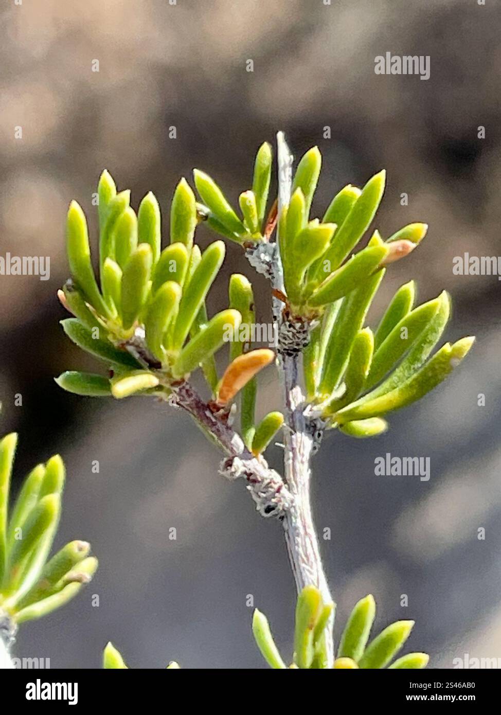 chamise (Adenostoma fasciculatum Stock Photo - Alamy
