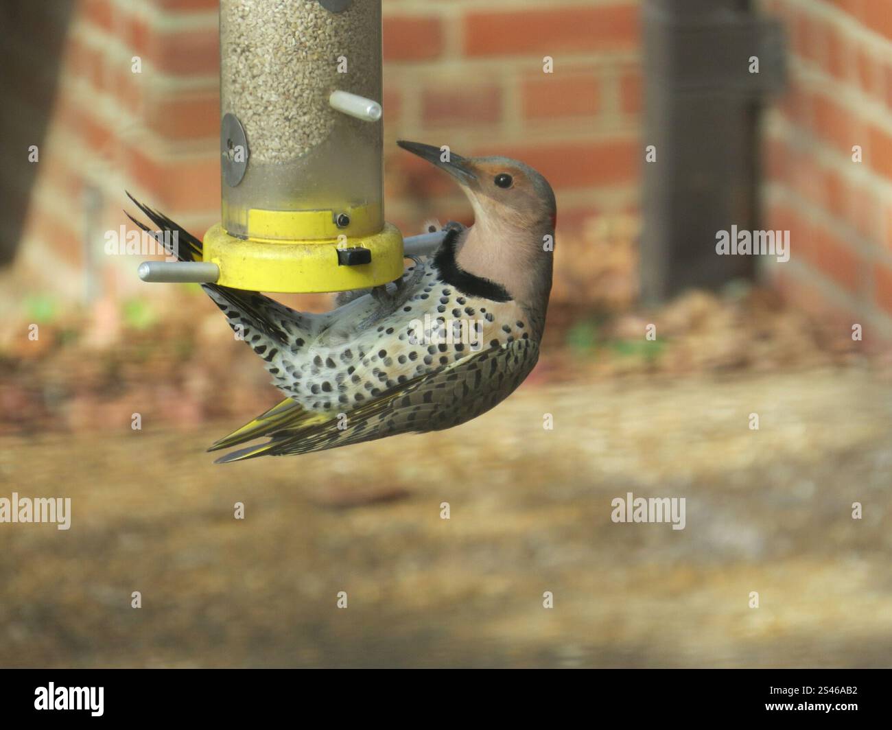 Northern Flicker (Colaptes auratus Stock Photo - Alamy