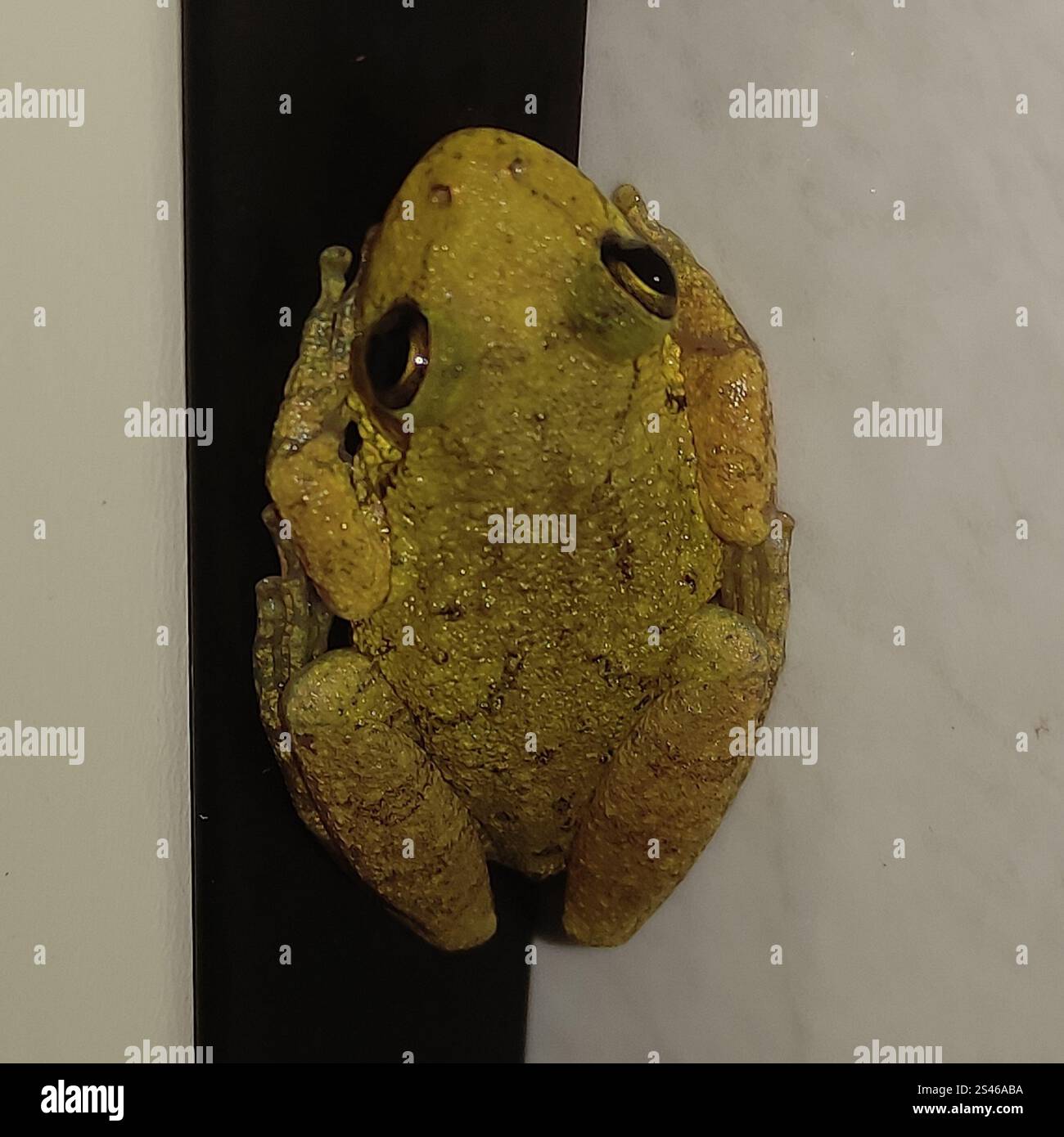 Fuscous-blotched Snouted Tree Frog (Scinax fuscovarius Stock Photo - Alamy