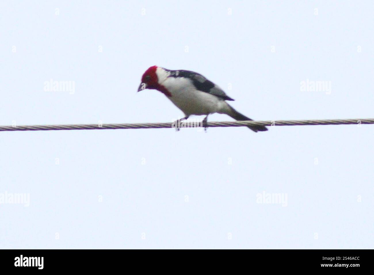 Red-cowled Cardinal (Paroaria dominicana Stock Photo - Alamy