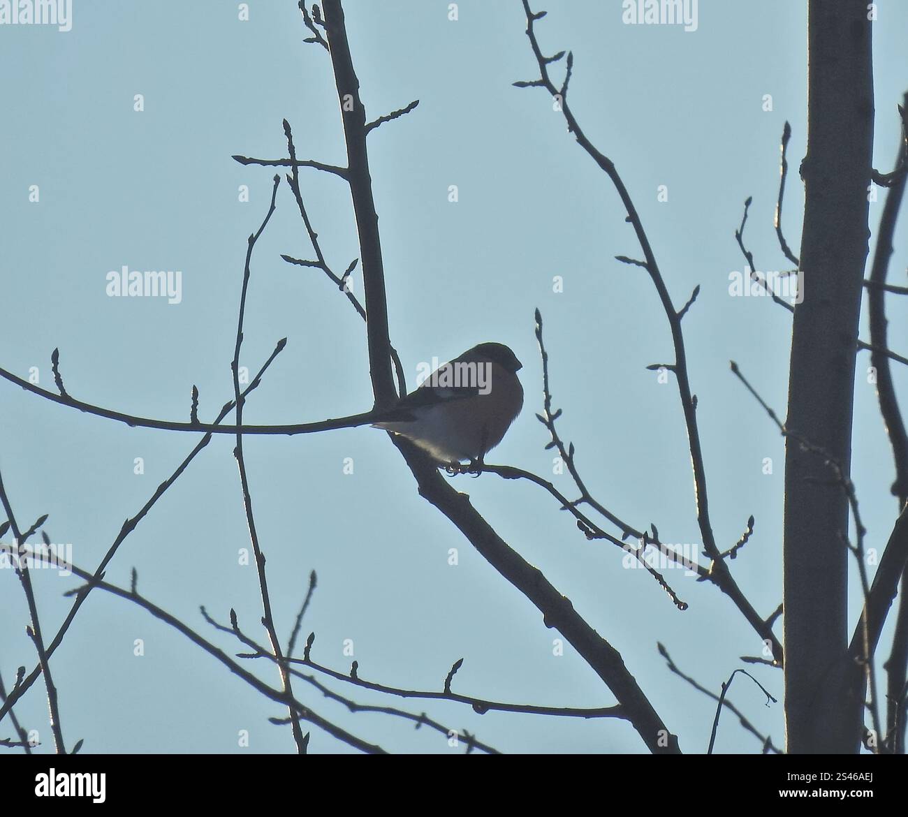 Eurasian Bullfinch (Pyrrhula pyrrhula Stock Photo - Alamy