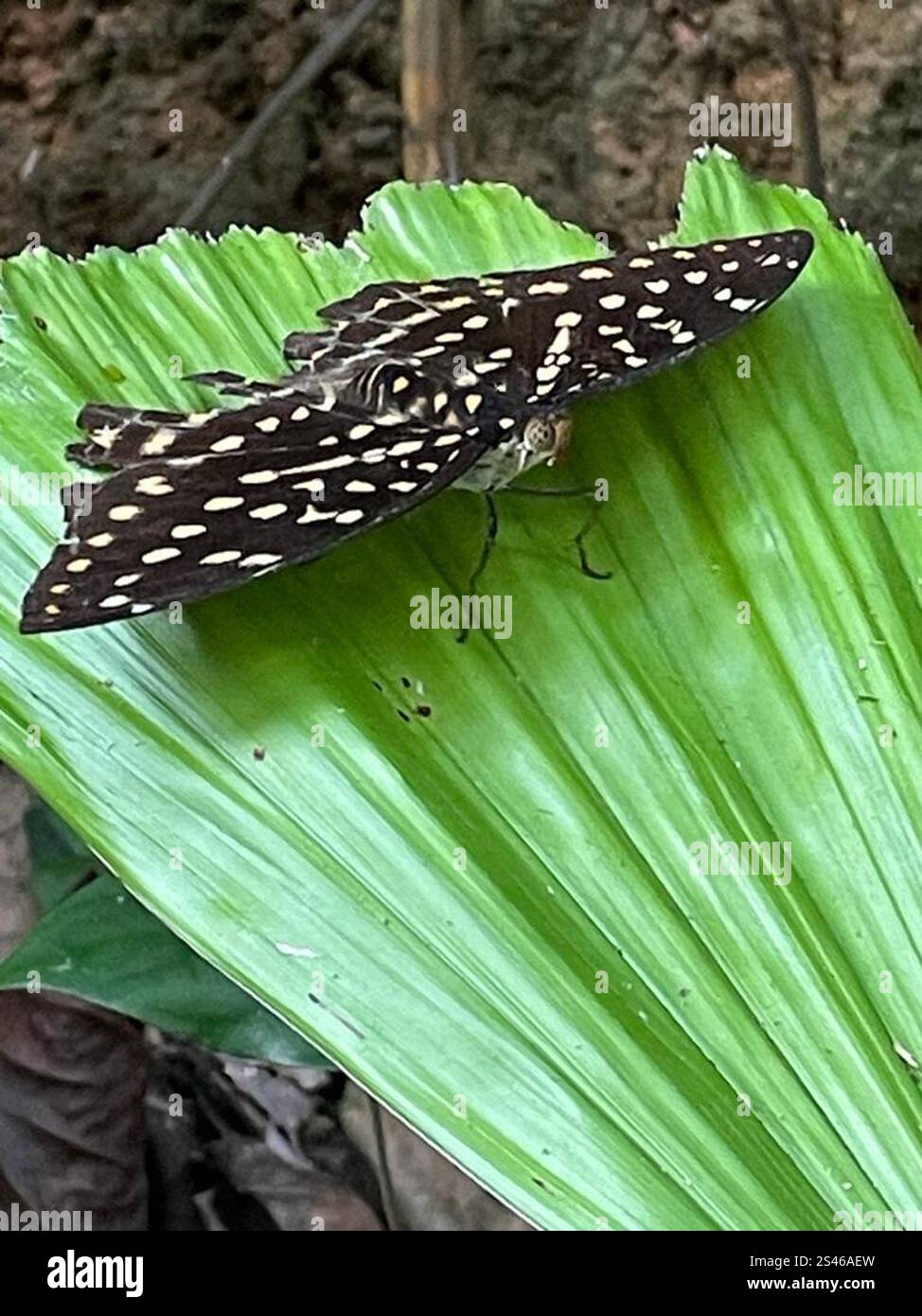 Black-tipped Archduke (Lexias dirtea Stock Photo - Alamy