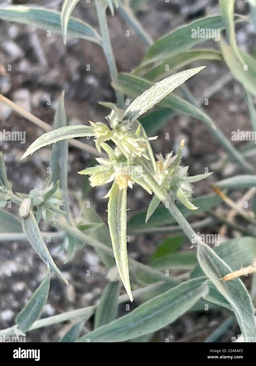 Lance-leaved Ditaxis (Argythamnia lanceolata Stock Photo - Alamy