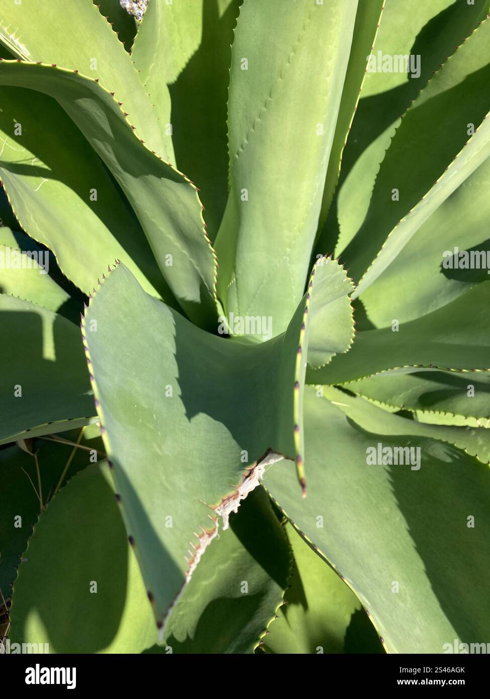Cayman Agave (Agave caymanensis Stock Photo - Alamy