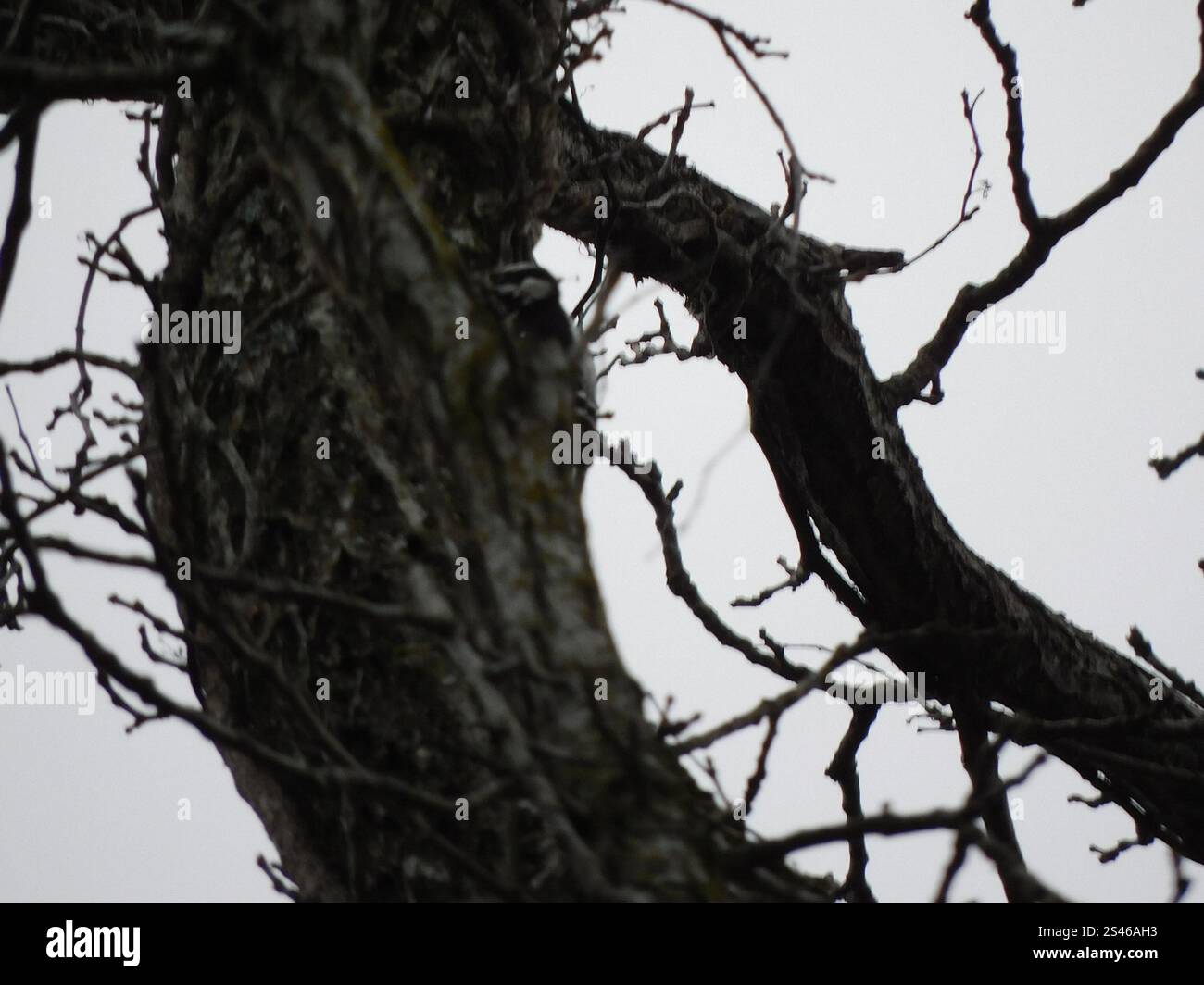 Dryobates Woodpeckers (Dryobates Stock Photo - Alamy