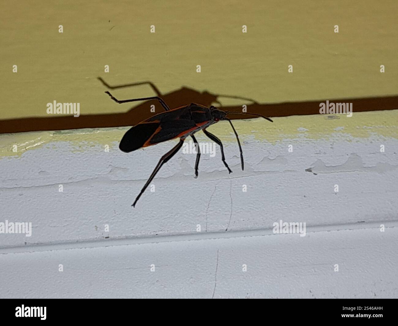 Eastern Boxelder Bug (Boisea trivittata Stock Photo - Alamy