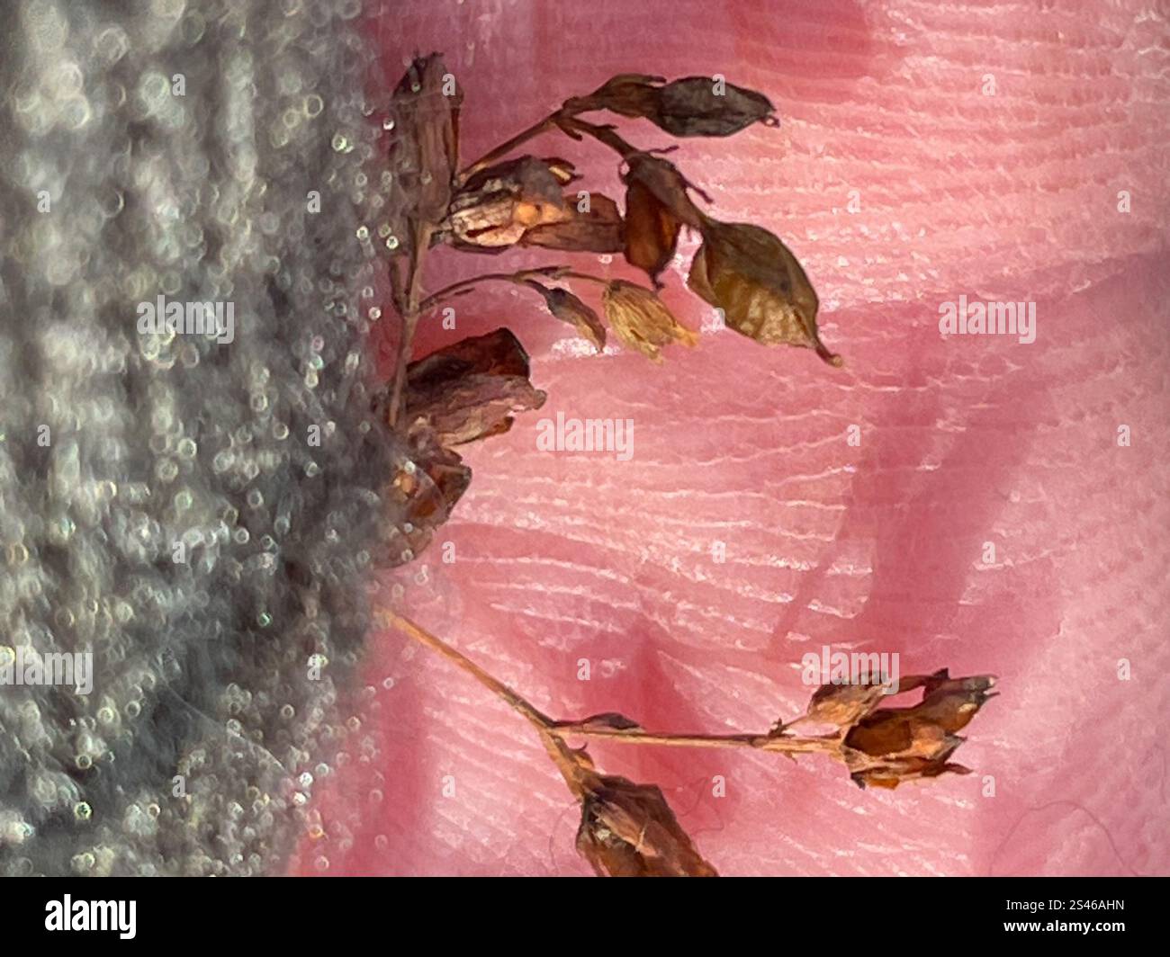Dwarf St John S Wort Hypericum Mutilum Stock Photo Alamy