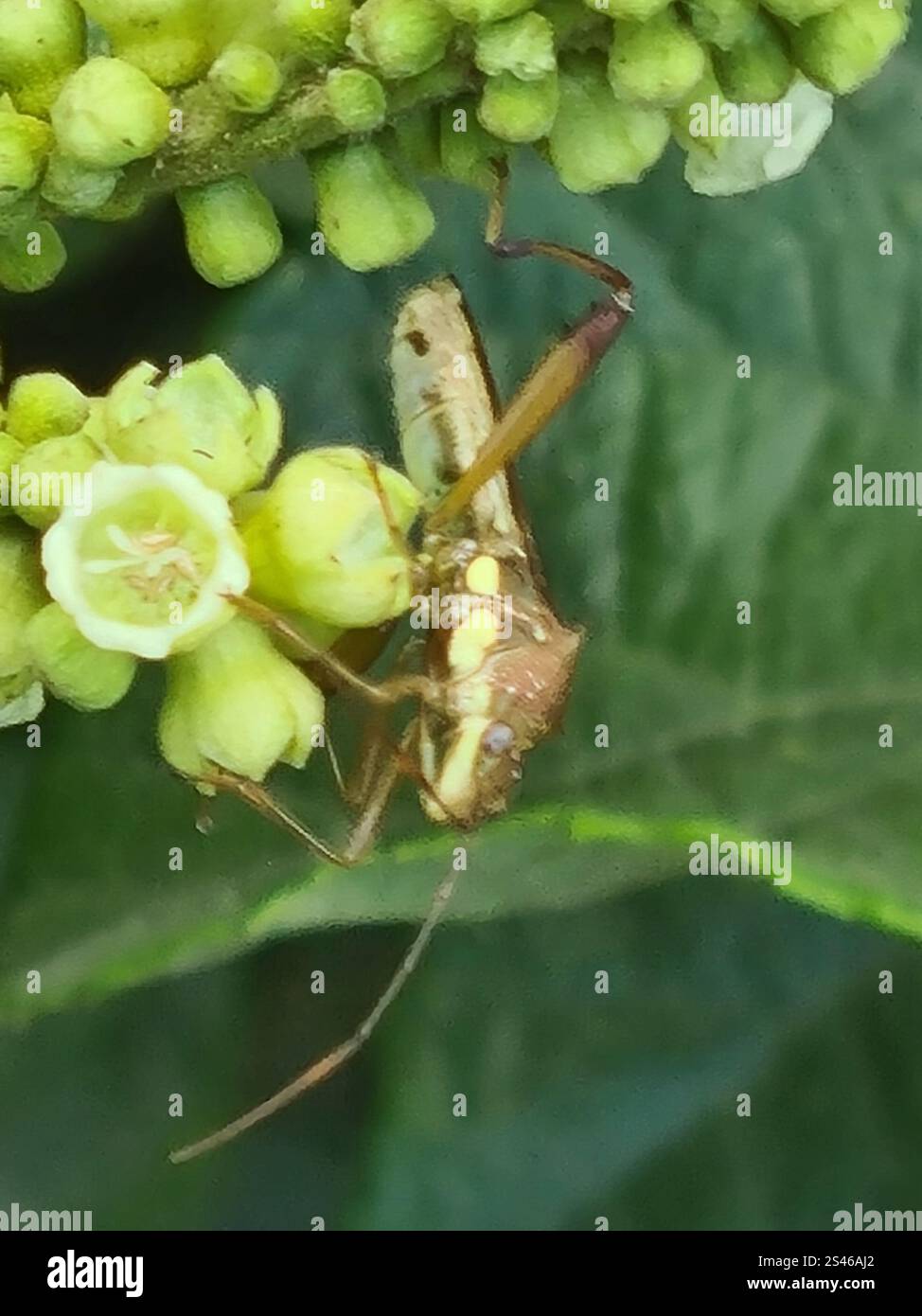 Leaf-footed Bugs and Allies (Coreoidea Stock Photo - Alamy