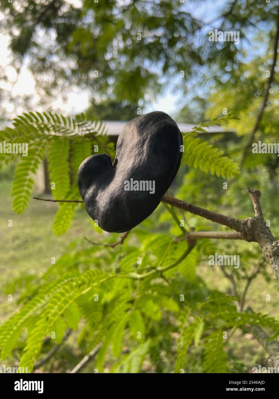 Pacara Earpod Tree (Enterolobium contortisiliquum Stock Photo - Alamy