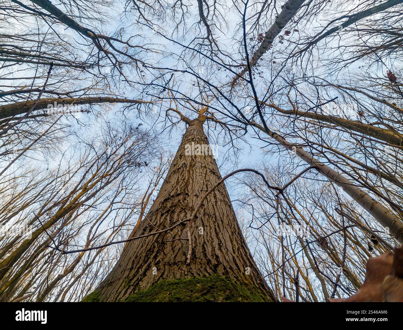 Tall tree growing in sky. View from bottom perspective. Moss wraps ...