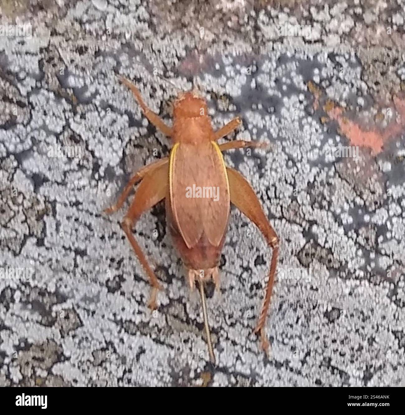 Restless Bush Cricket (Hapithus agitator Stock Photo - Alamy