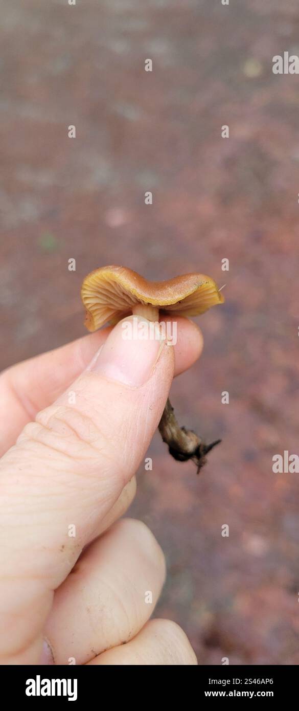 Wavy Cap (Psilocybe cyanescens Stock Photo - Alamy