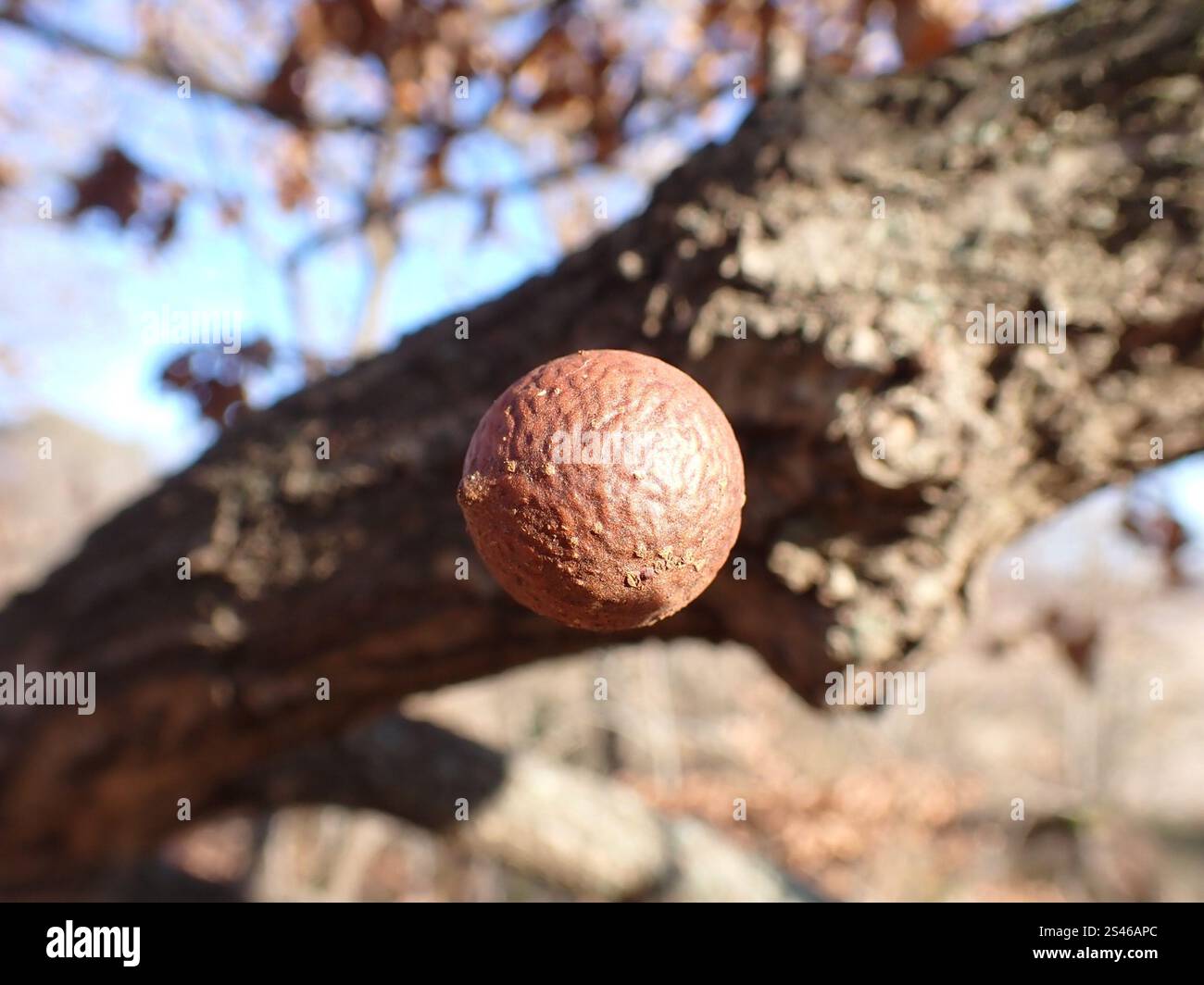 Oak Marble Gall Wasp (Andricus kollari Stock Photo - Alamy