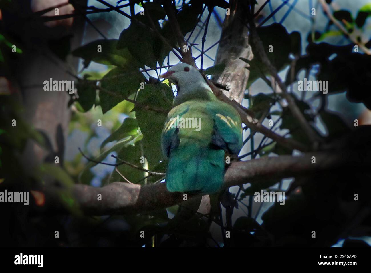 Wompoo Fruit Dove (Ptilinopus magnificus Stock Photo - Alamy