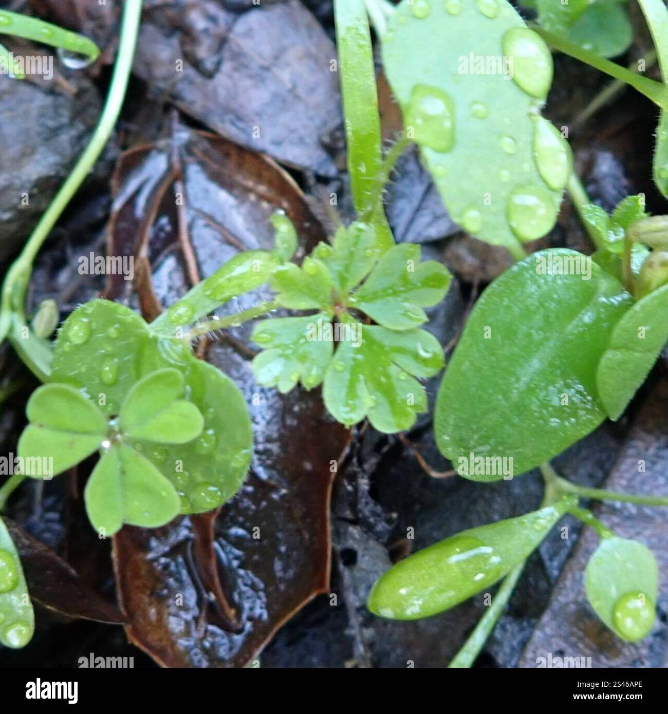 Herb-Roberts and Little Robin (Ruberta Stock Photo - Alamy
