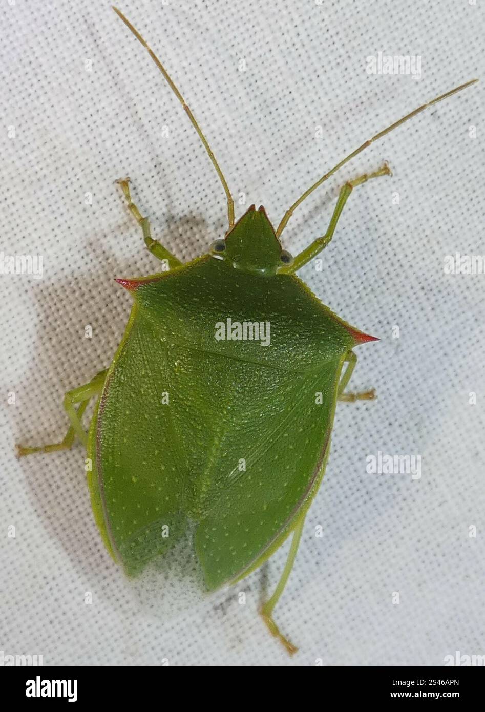 Spined green stink bug (Loxa flavicollis Stock Photo - Alamy