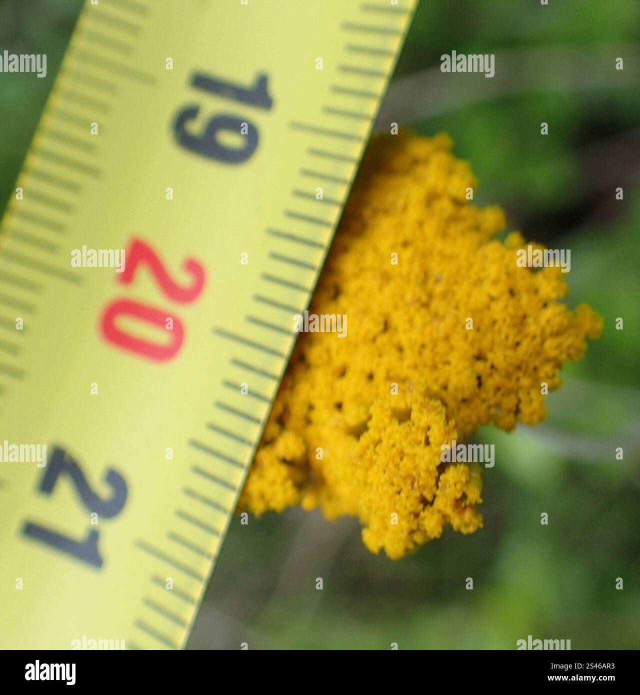 Kooigoed Everlasting (Helichrysum odoratissimum Stock Photo - Alamy