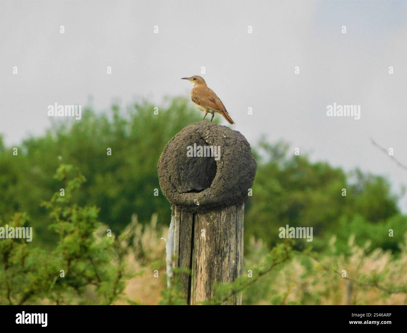 Rufous Hornero (Furnarius rufus Stock Photo - Alamy