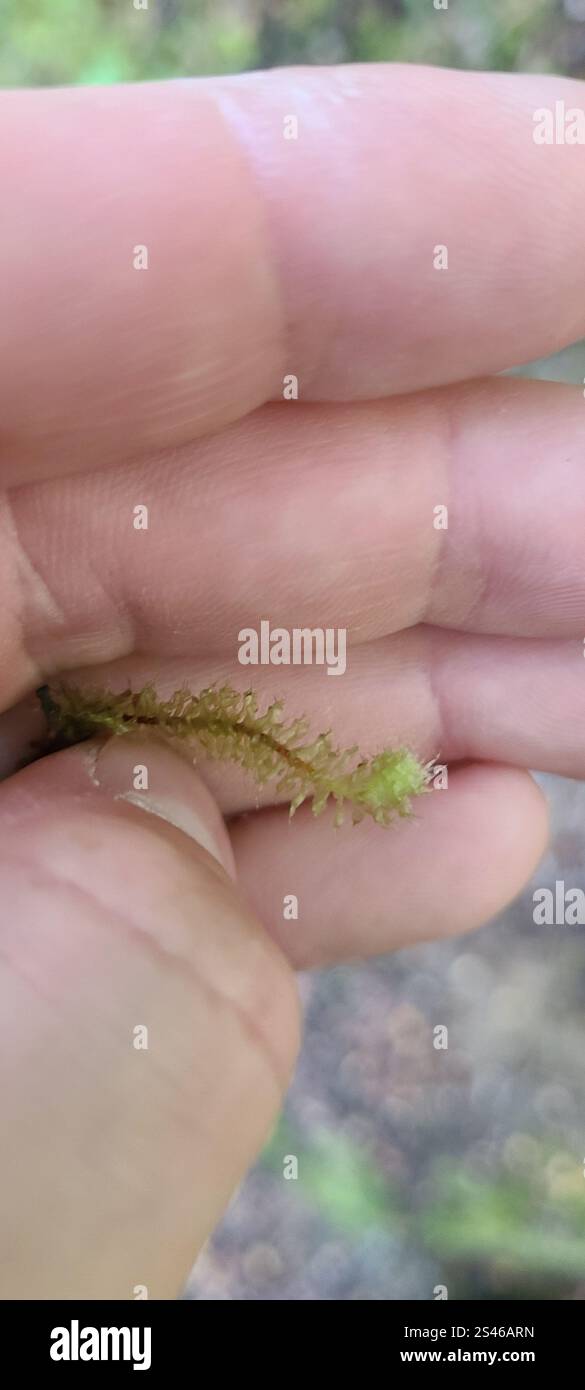 pipe-cleaner moss (Ptychomnion aciculare Stock Photo - Alamy
