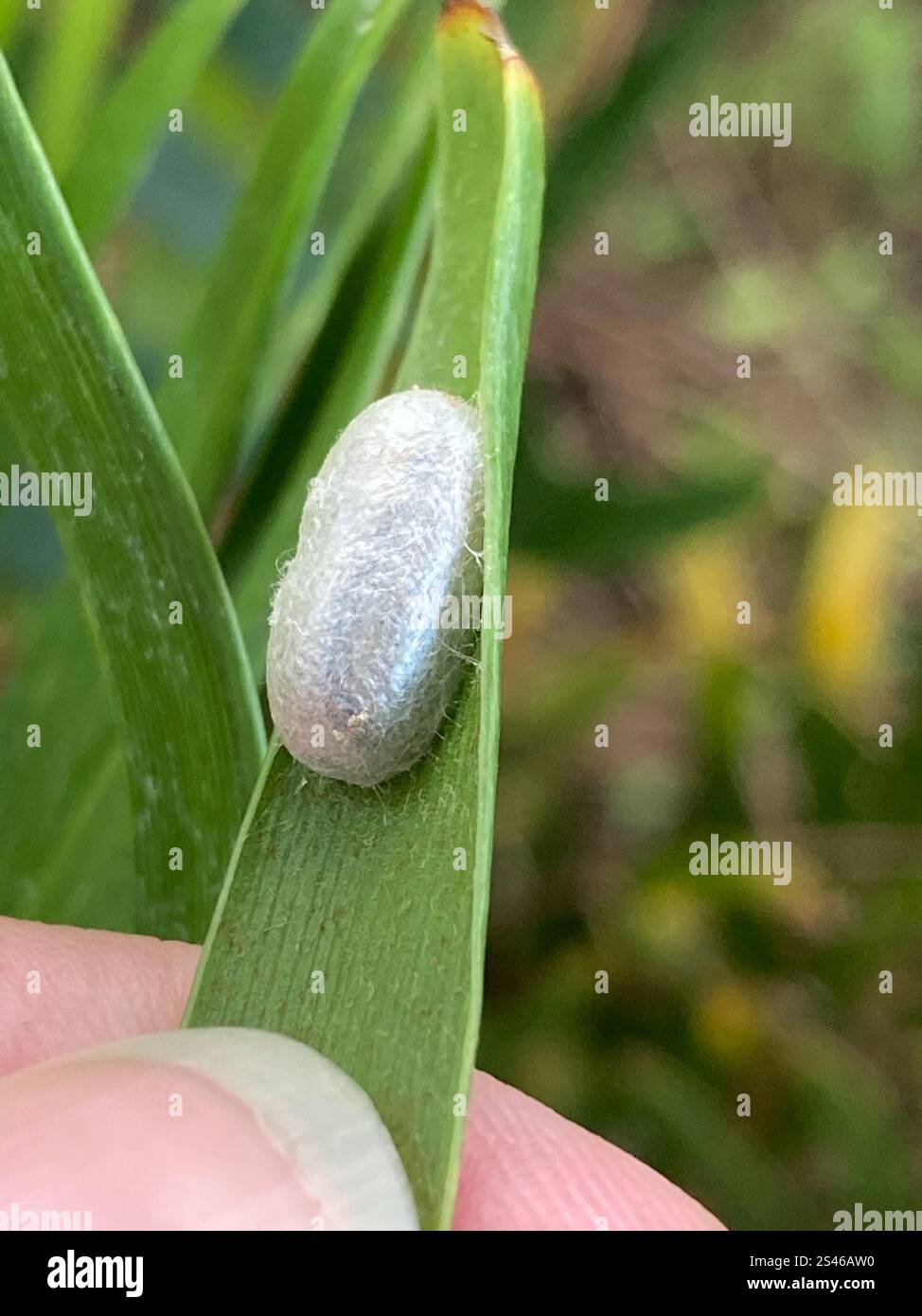 Conifer Sawflies (Diprionidae Stock Photo - Alamy