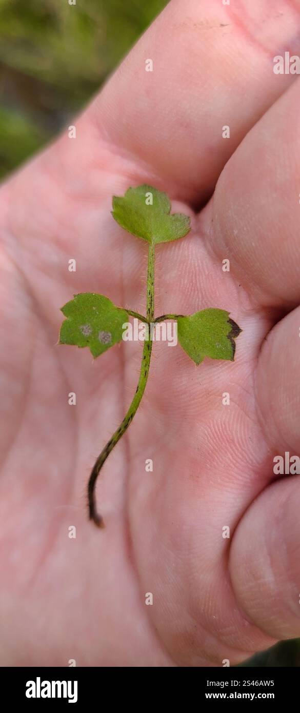 Maruru (Ranunculus reflexus Stock Photo - Alamy