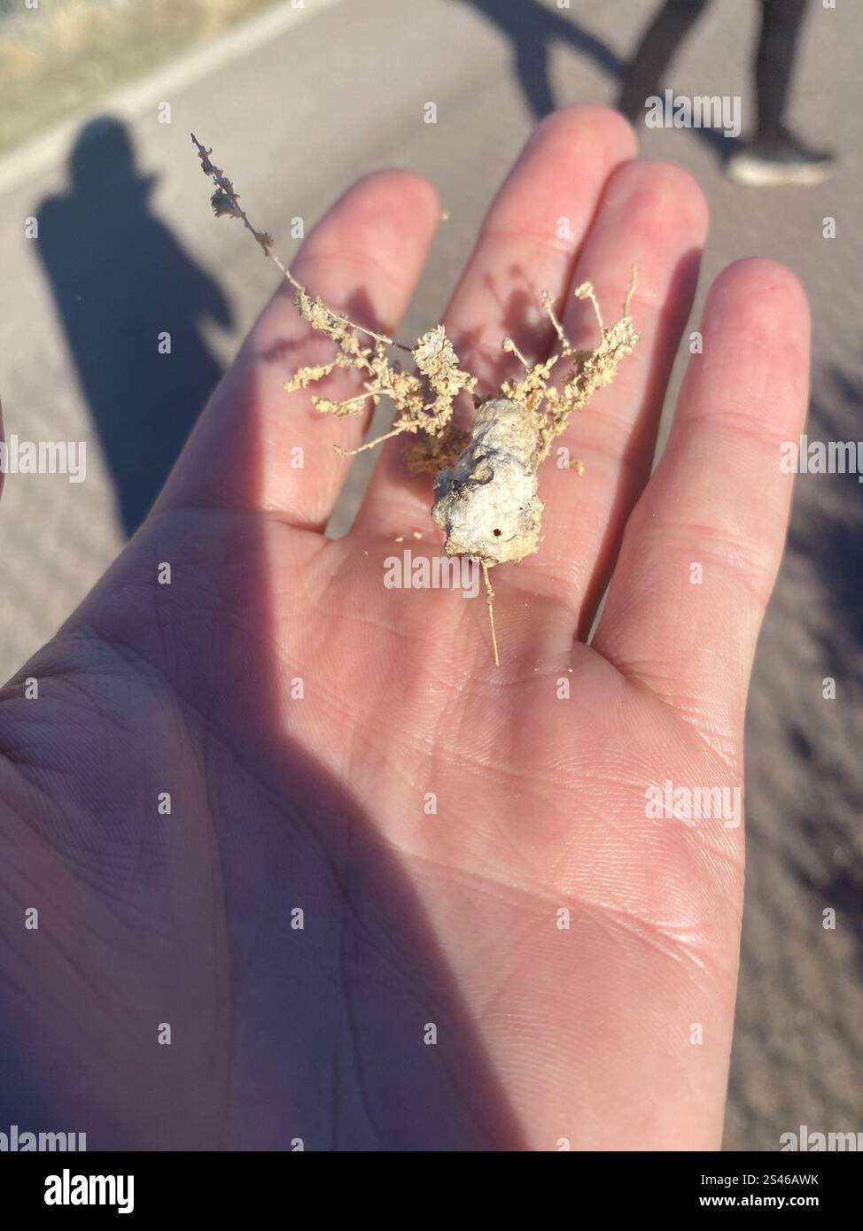 Saltbush Woolly Stem Gall Midge (Asphondylia floccosa Stock Photo - Alamy