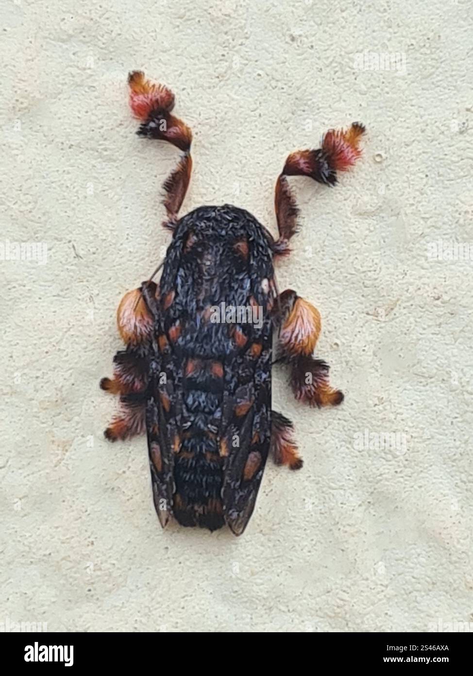 Monkey Slug Moth (Phobetron hipparchia Stock Photo - Alamy