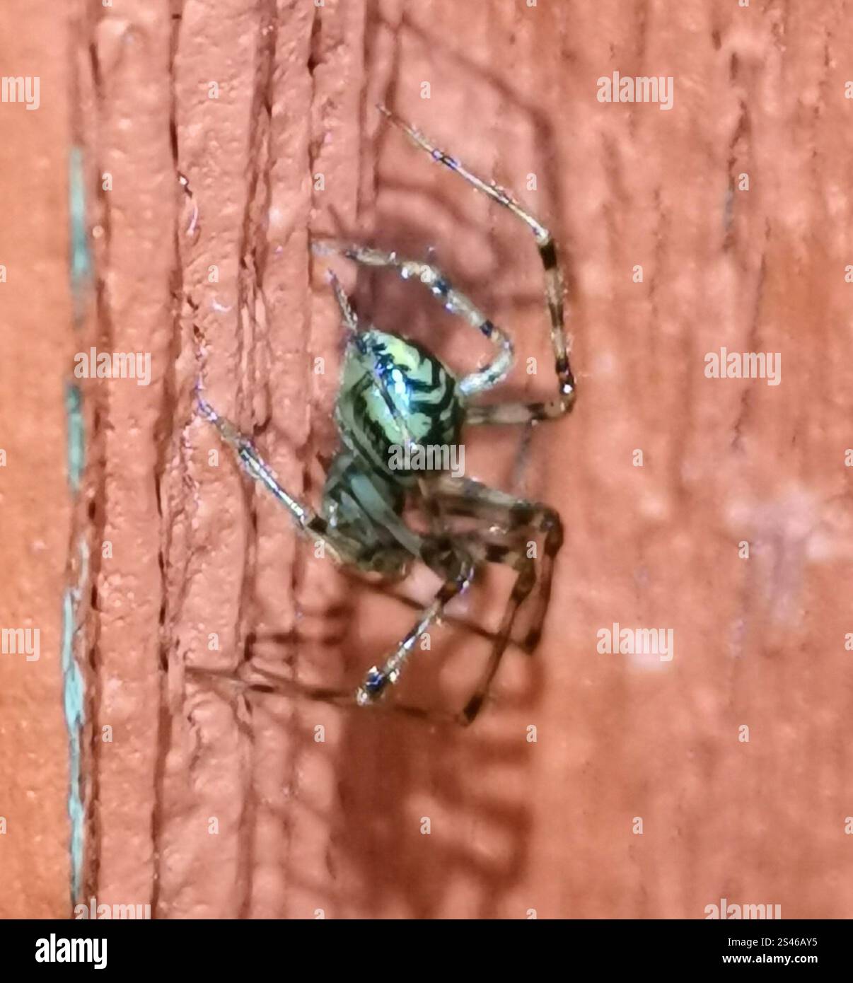 Cave spider (Nesticus cellulanus Stock Photo - Alamy