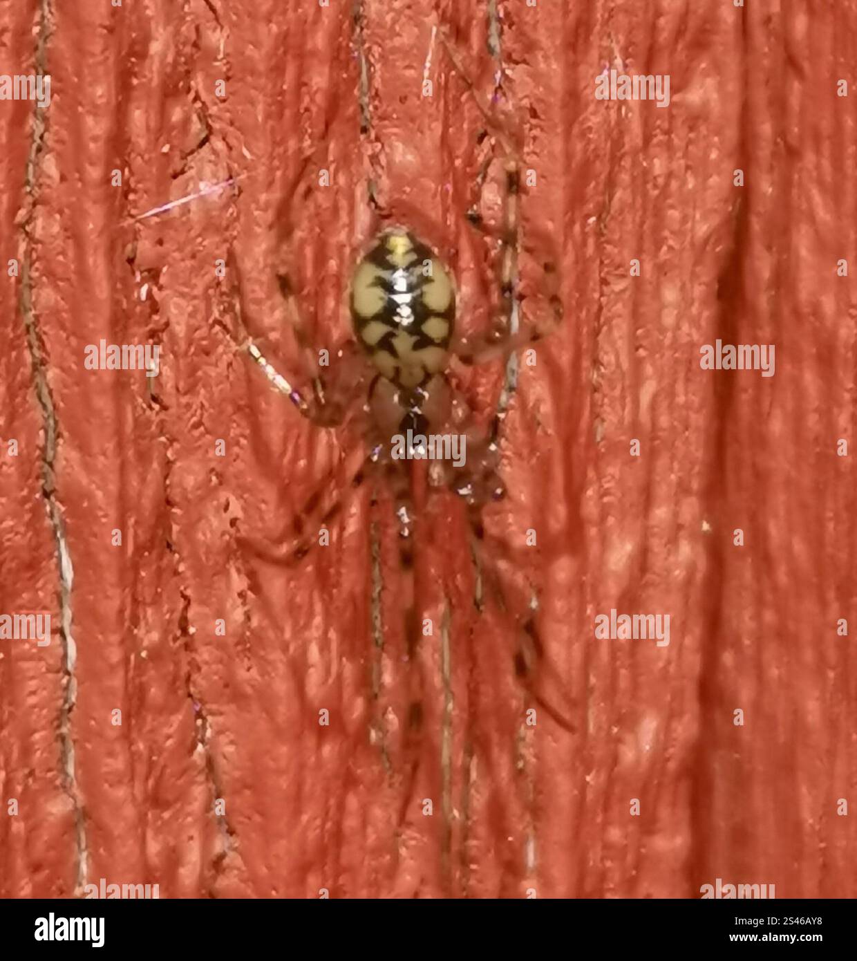 Cave spider (Nesticus cellulanus Stock Photo - Alamy
