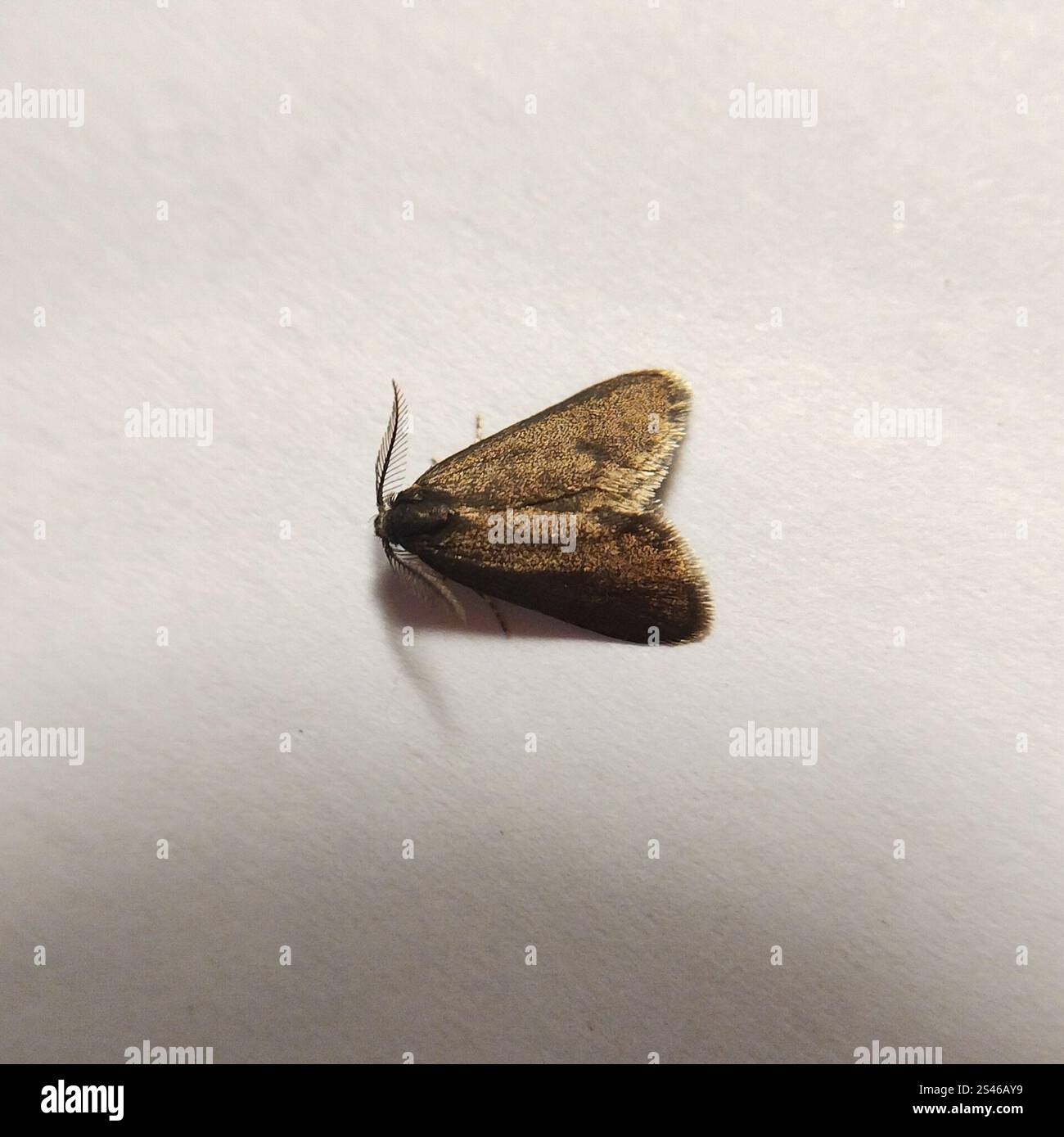 Common Bagworm Moth (Psyche casta Stock Photo - Alamy