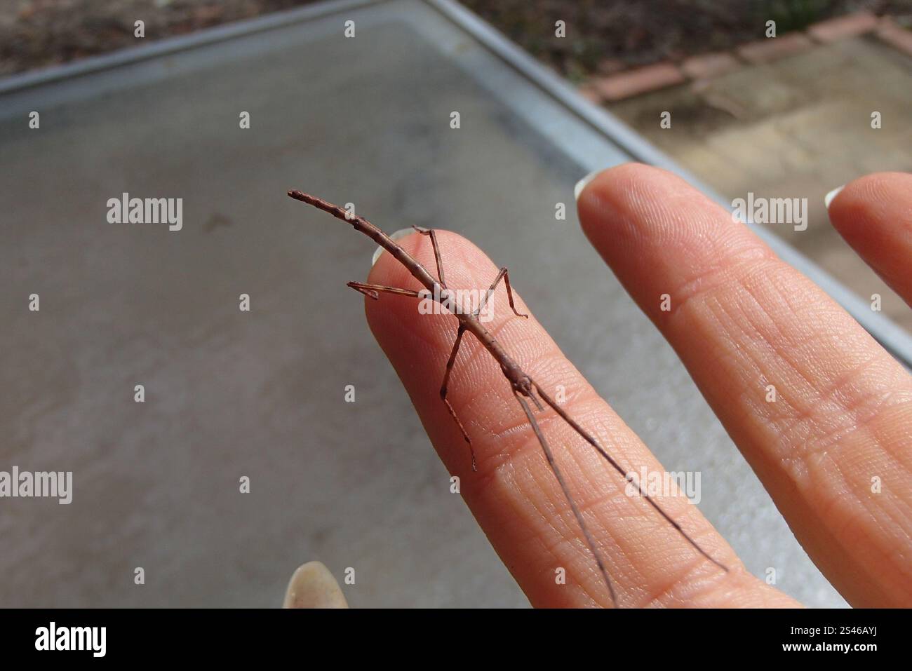 Titan Stick Insect (Acrophylla titan Stock Photo - Alamy