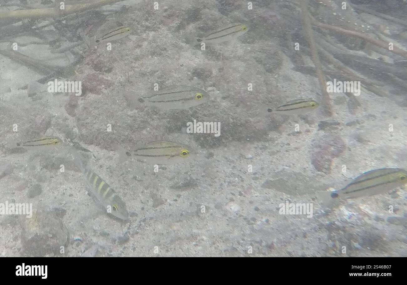 Ray-finned Fishes (Actinopterygii Stock Photo - Alamy