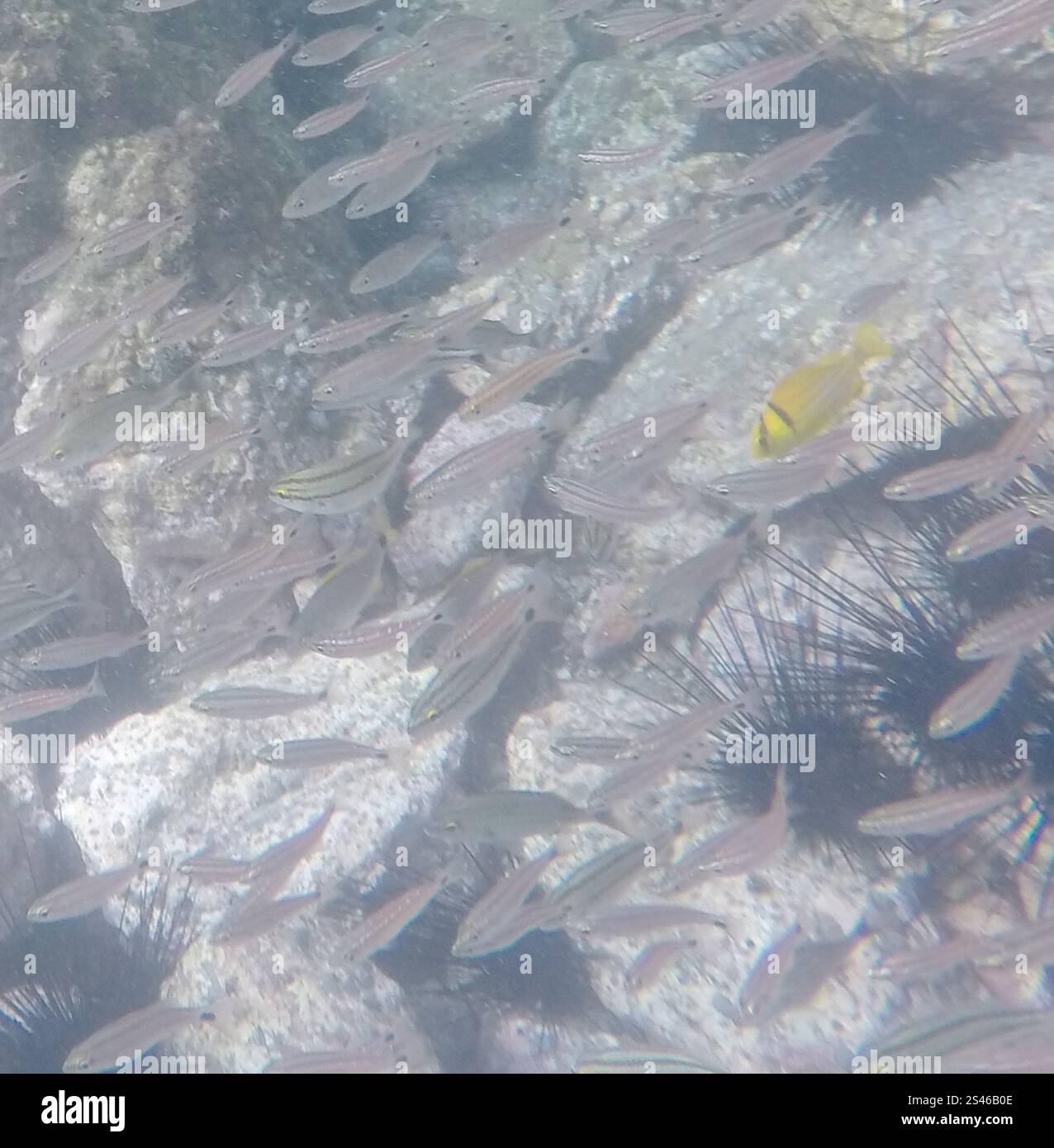 Ray-finned Fishes (Actinopterygii Stock Photo - Alamy