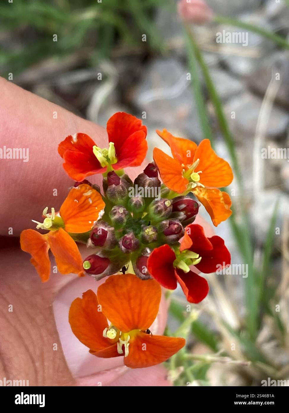 Western Wallflower (Erysimum capitatum Stock Photo - Alamy